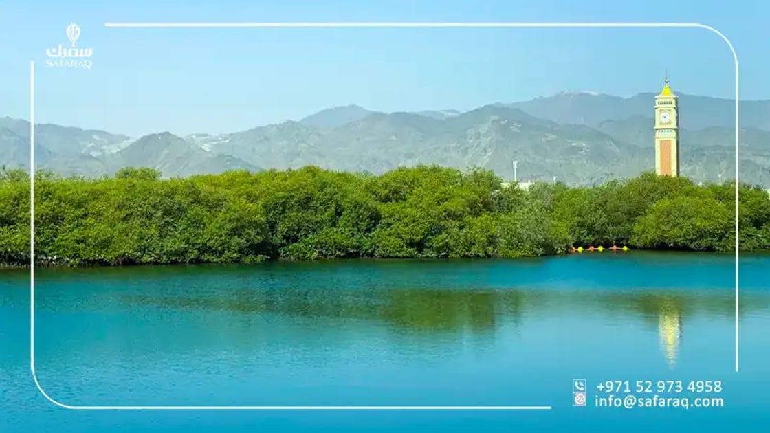 Discover Khor Kalba Mangrove Reserve in Sharjah | Safaraq tourzim