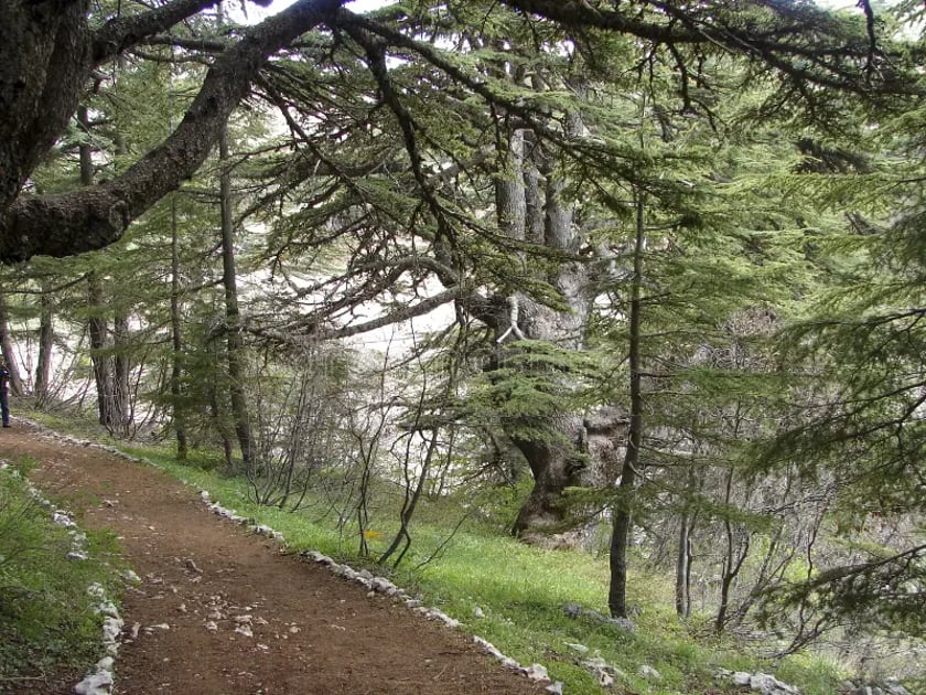Discover the wonders of Shooh and Arz Nature Reserve in Syria | Safaraq ...