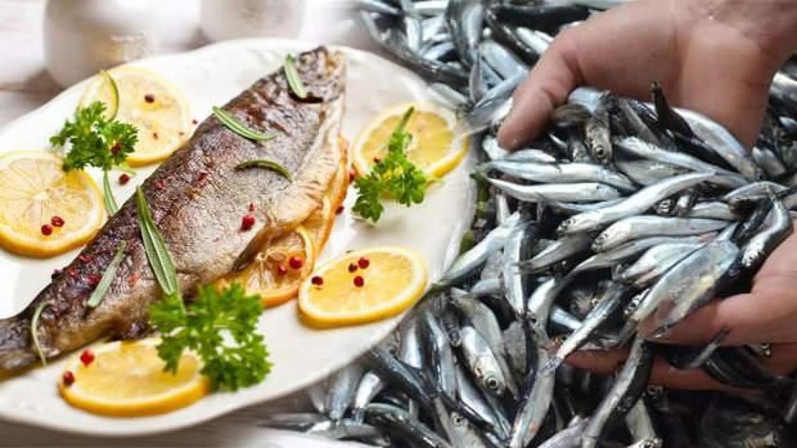 Importing Fish from Turkey: Steps and Conditions | Tebadul